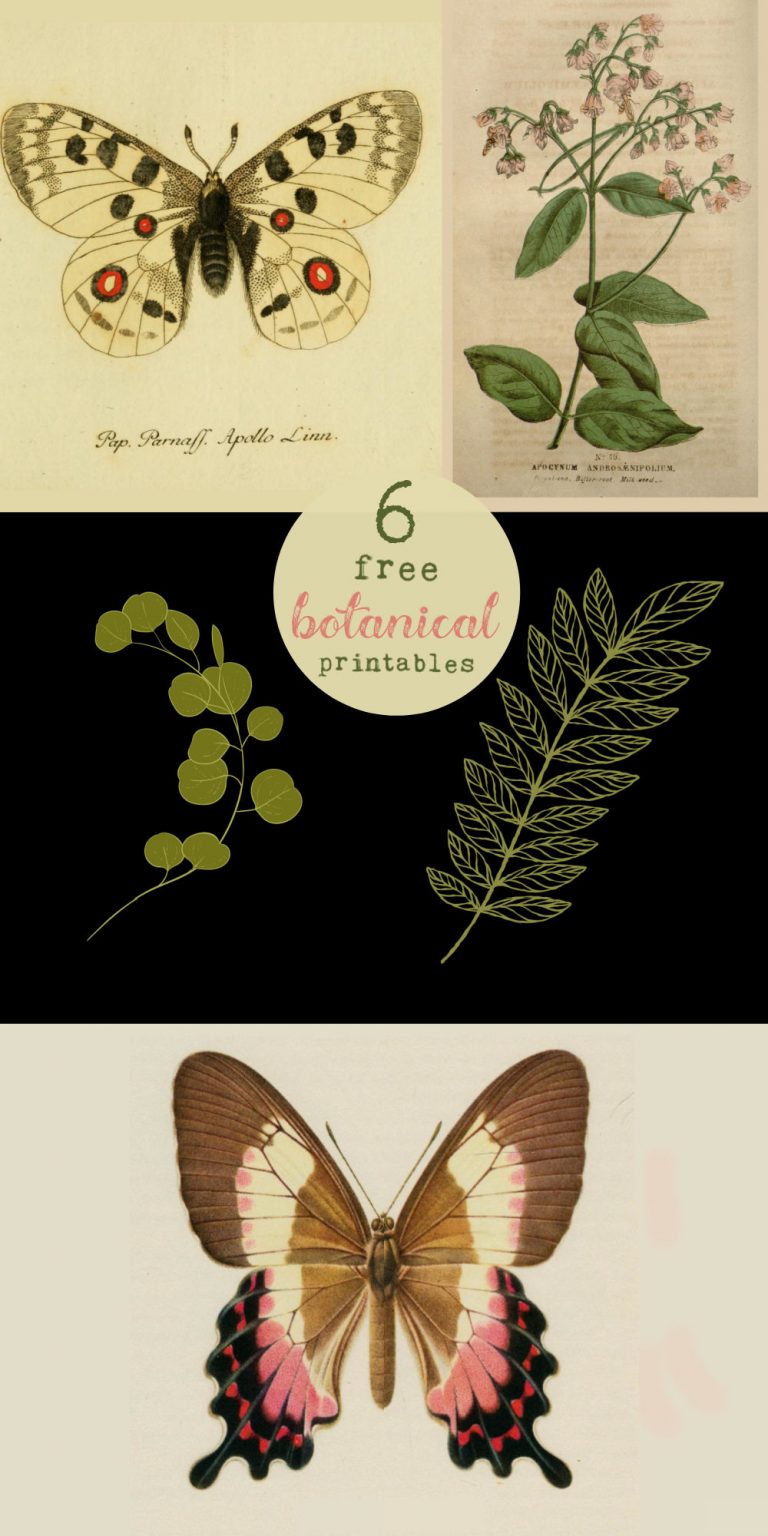 Botanical Art Focal Shelves with 6 free butterfly and botanical printables!