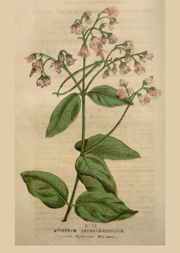 Botanical Art Focal Shelves with 6 free butterfly and botanical printables!