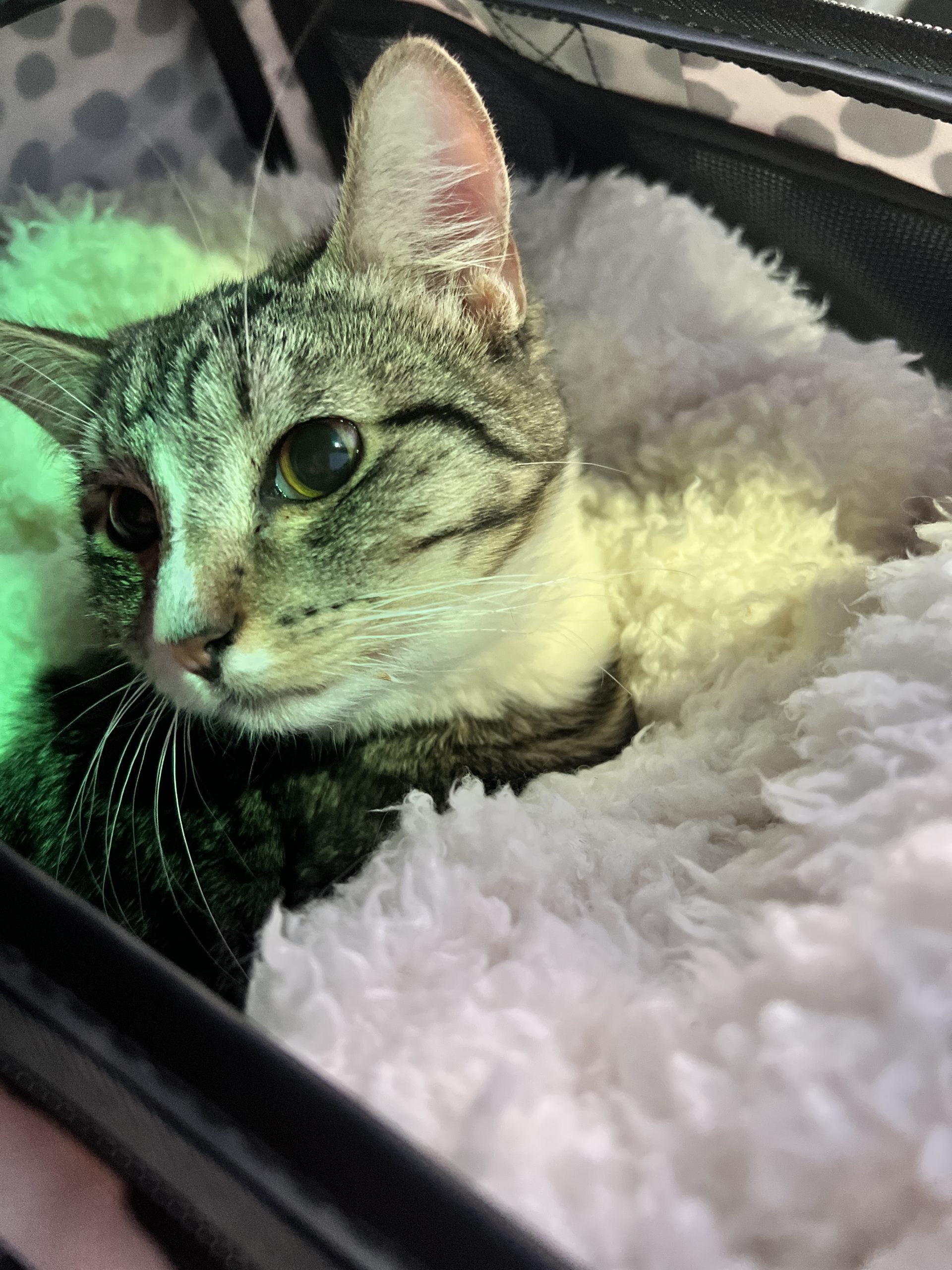 Valentine and Winter Home Ideas - recipes, DIY, home ideas and more!