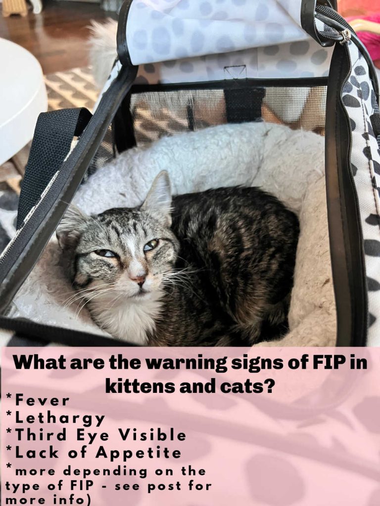 Saving My FIP Kitten - there is a treatment to save FIP diagnosed cats!
