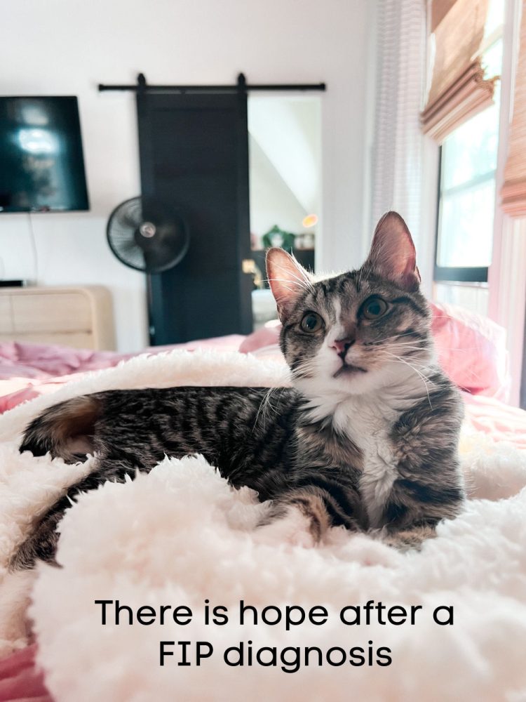 Saving My FIP Kitten - there is a treatment to save FIP diagnosed cats!