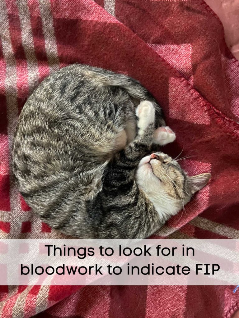 Saving My FIP Kitten - there is a treatment to save FIP diagnosed cats!