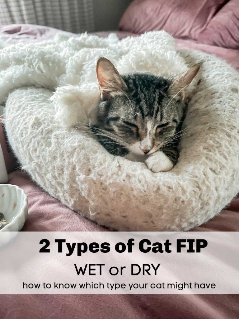 Saving My FIP Kitten - there is a treatment to save FIP diagnosed cats!